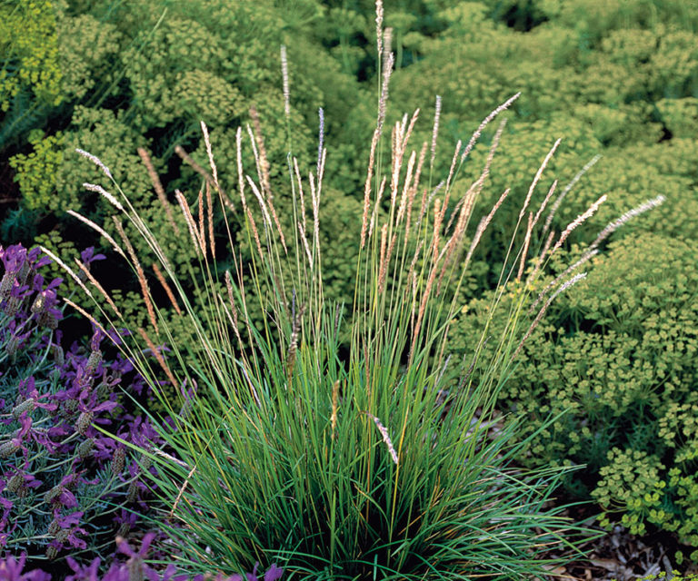 9 New and Unusual Ornamental Grasses