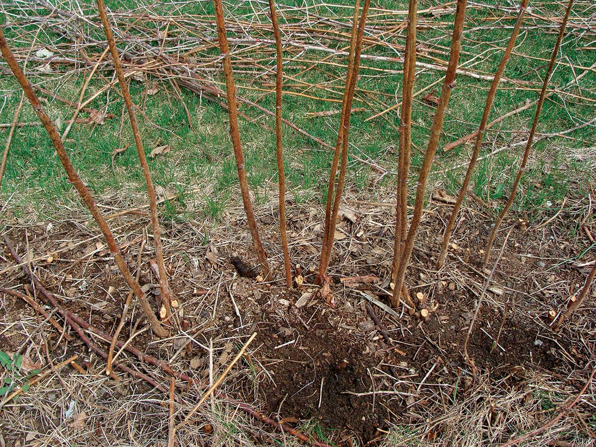 How to Prune Raspberries - Fine Gardening