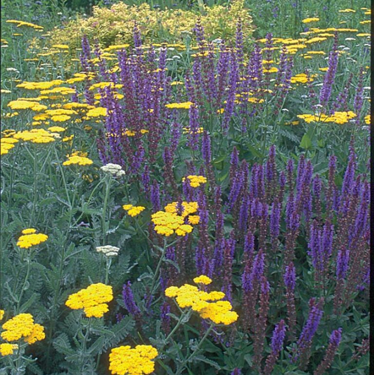 Plant Combinations That Work - Fine Gardening