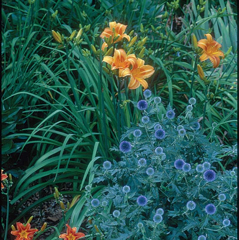 Plant Combinations That Work - Fine Gardening