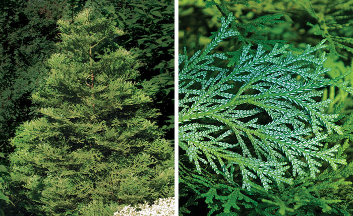 Conifers to Consider - Fine Gardening