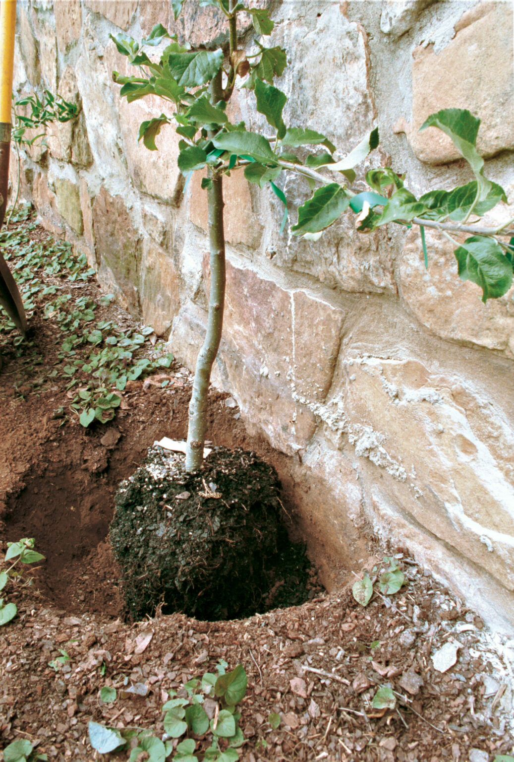 Everything You Need to Know About Espalier - Fine Gardening