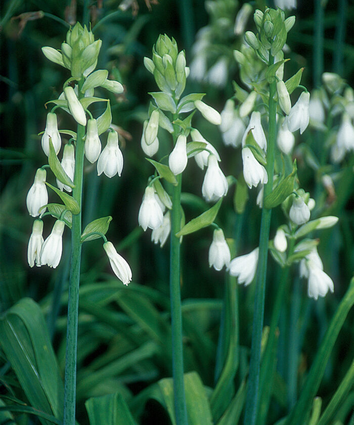 Bulbs for Summer and Fall - Fine Gardening