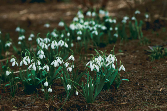 How to Plant Spring Bulbs so They Appear Natural