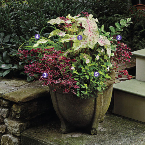 Designing Containers for Shade - Fine Gardening