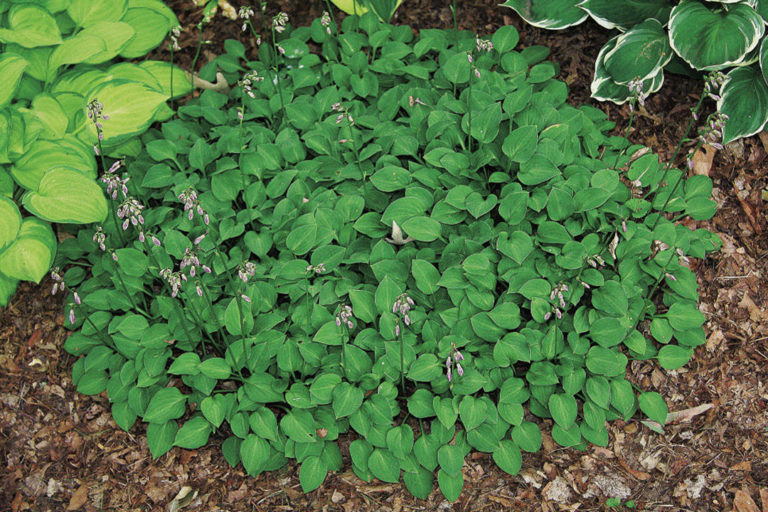 Top 12 Tiny Hostas - Fine Gardening