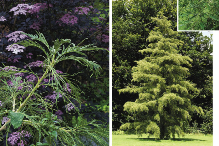 Knock-Your-Socks-Off Trees - Fine Gardening