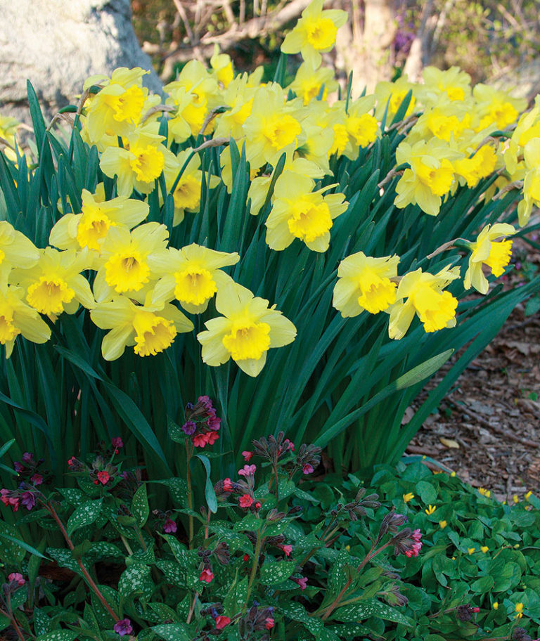Spring Planting Ideas - Fine Gardening