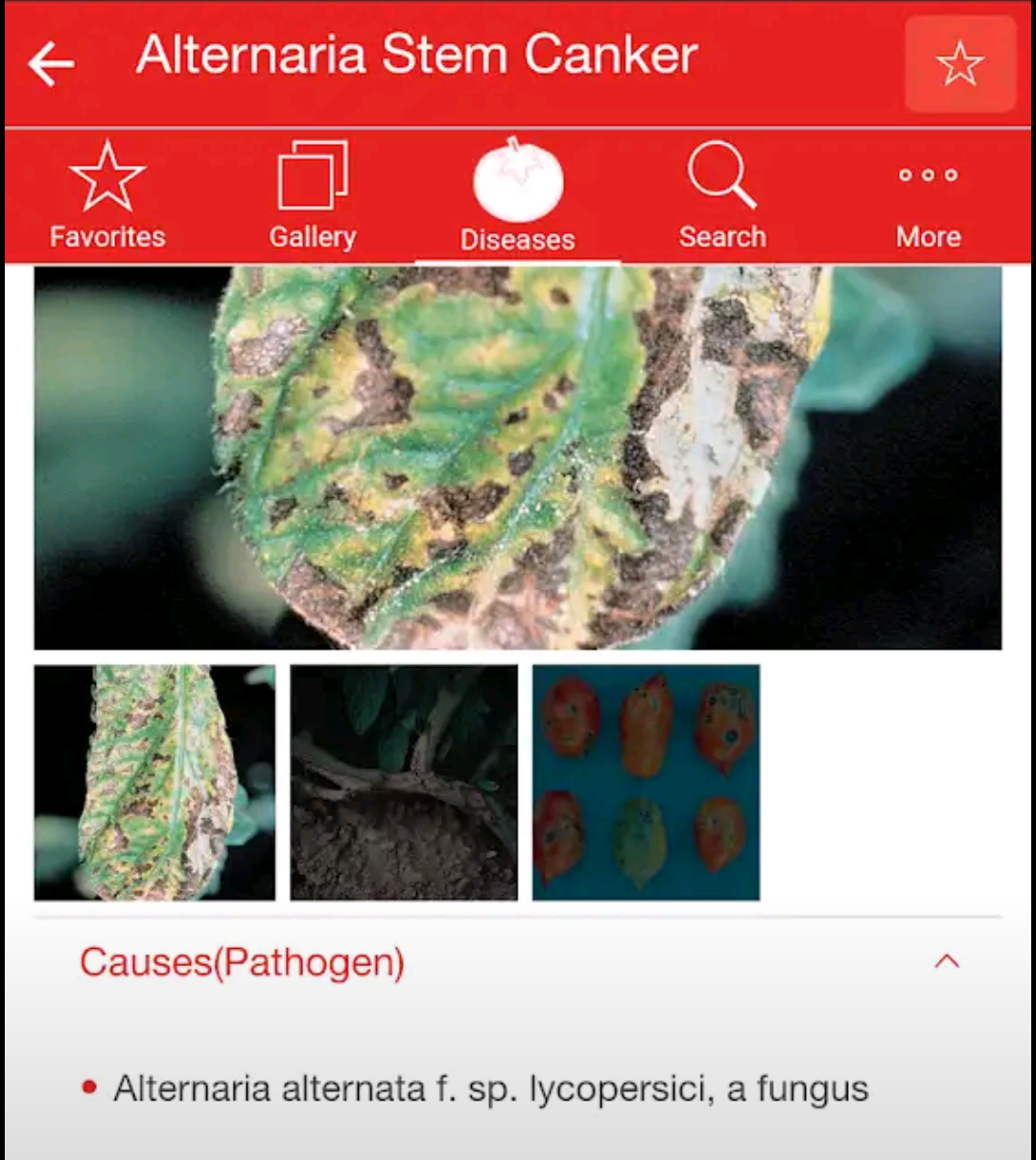 How to Diagnose Tomato Problems - Fine Gardening