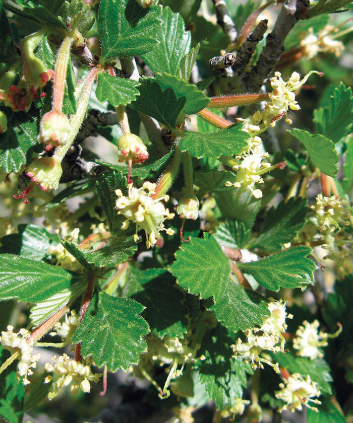 Tough-as-Nails Shrubs for the Mountain West - Fine Gardening