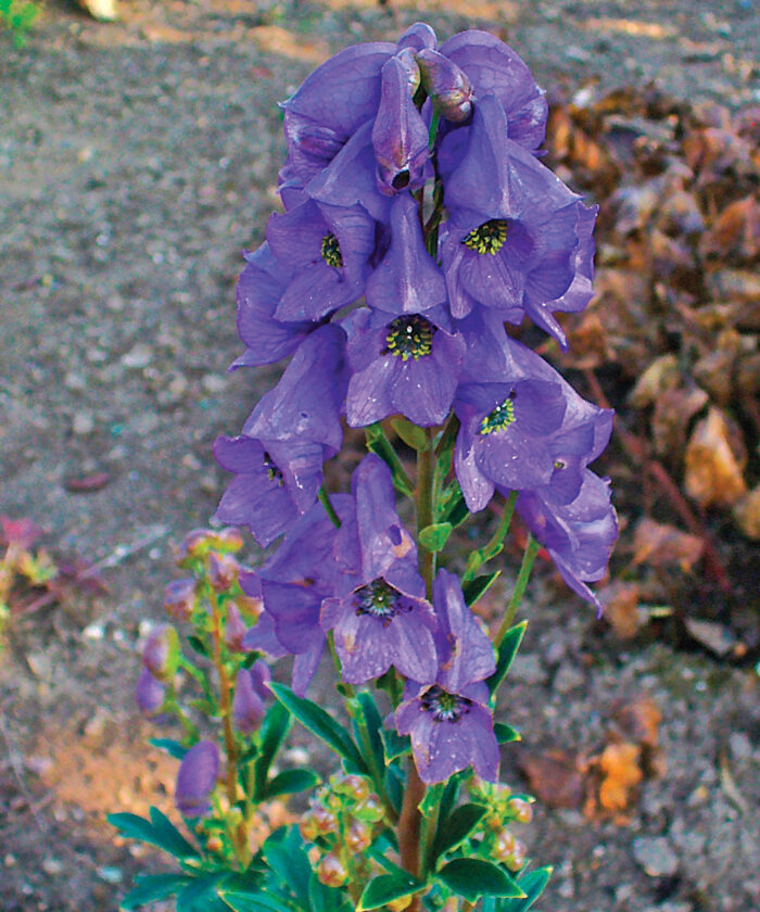 Regional Picks: Bold Plants for Shade—Midwest - Fine Gardening