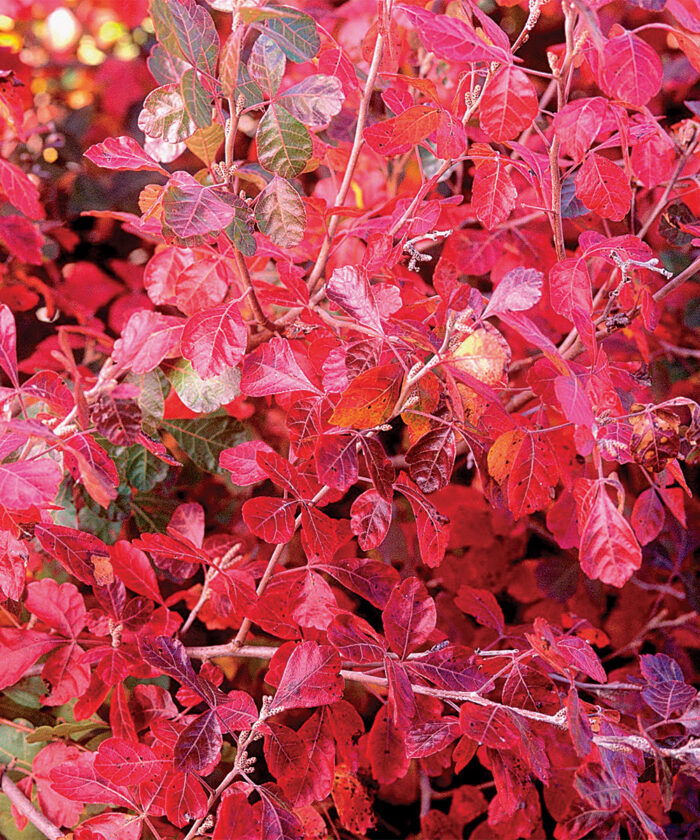 Regional Picks: Bold Plants for Shade - Northern Plains - Fine Gardening