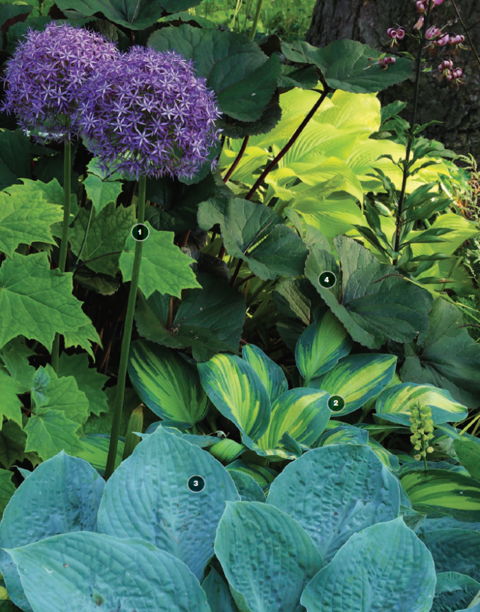 Shady Planting Ideas - FineGardening