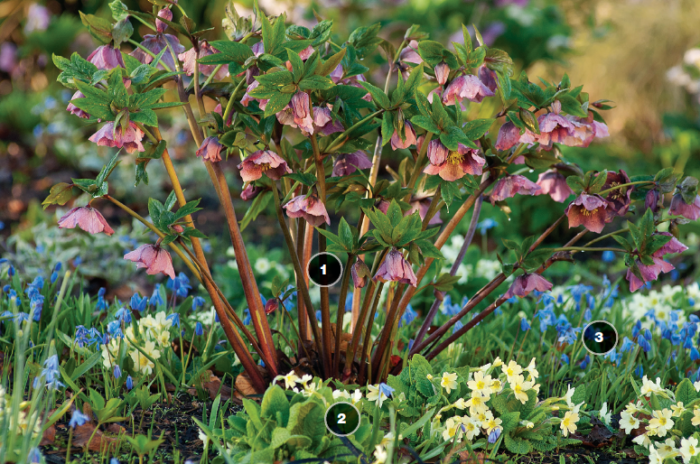 Shady Planting Ideas - FineGardening