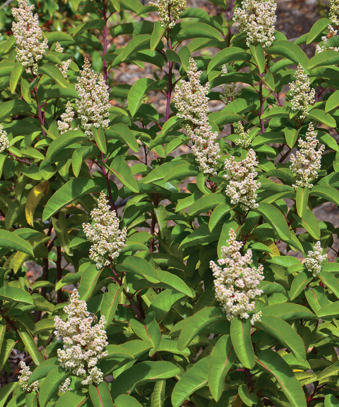 Regional Picks: Deer-Resistant Plants – Southern California - Fine ...