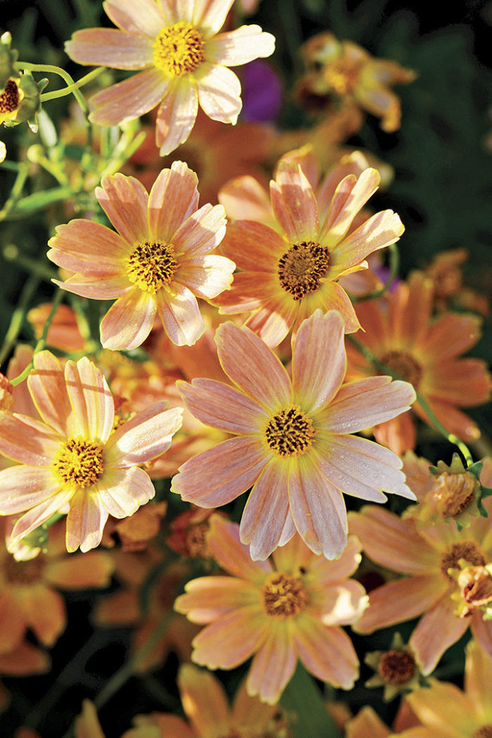 Coreopsis You Can Count On! - Fine Gardening