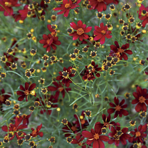 Coreopsis You Can Count On! - Fine Gardening