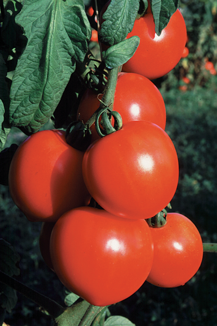 Fast-Growing Vegetable Varieties for Short-Season Regions - FineGardening