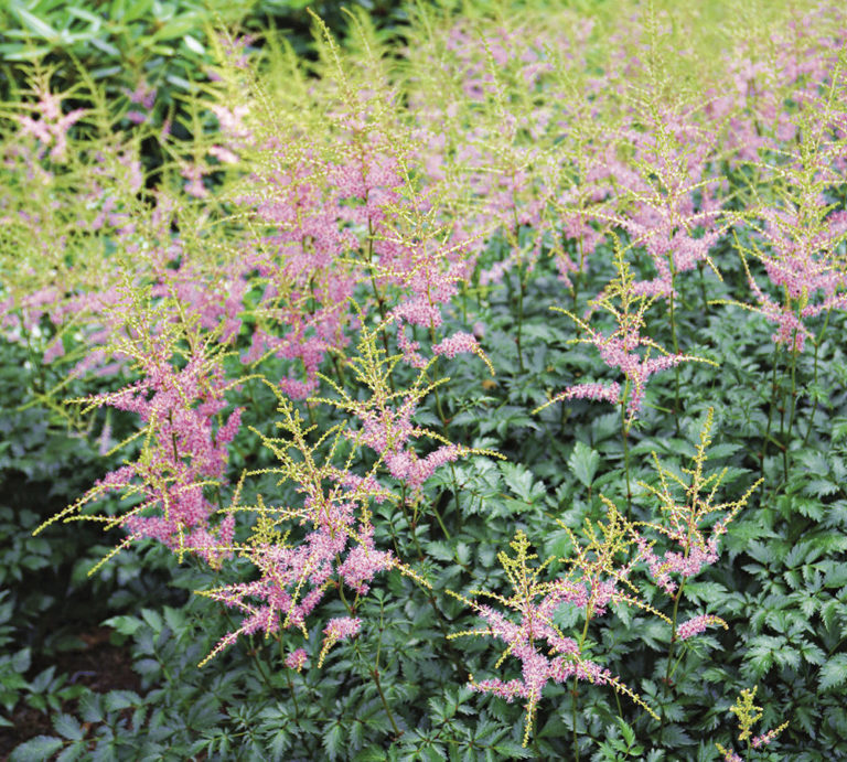 12 Brilliant Astilbes - Fine Gardening