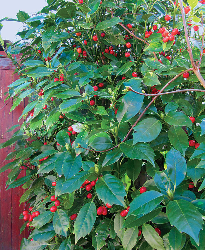 Regional Picks: Foundation-Friendly Plants - Northwest - Fine Gardening
