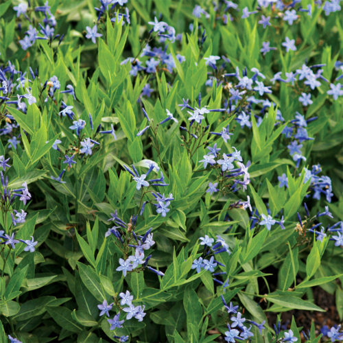 The Science Behind Plant Division - Fine Gardening