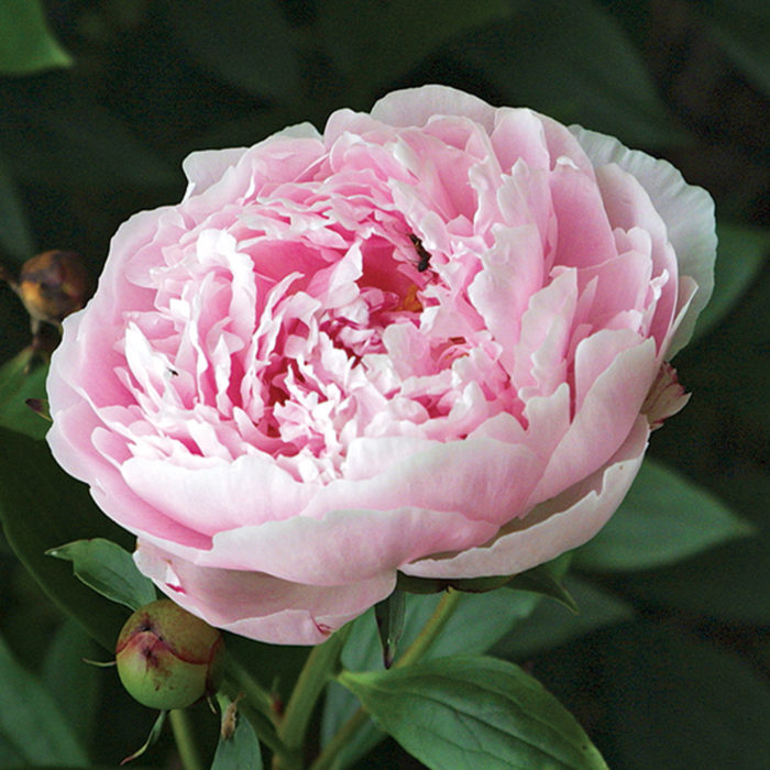 The Science Behind Plant Division - Fine Gardening