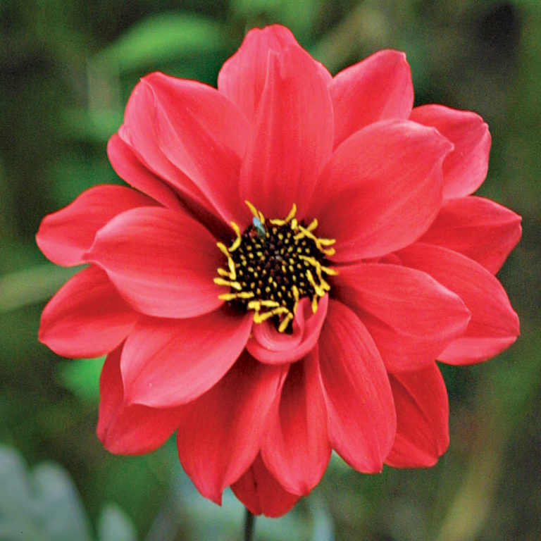 The Science Behind Plant Division - Fine Gardening