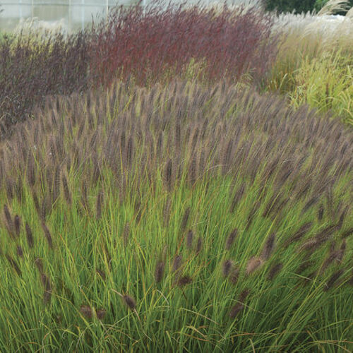Everything You Need to Know to Grow Ornamental Grasses and Choose the ...