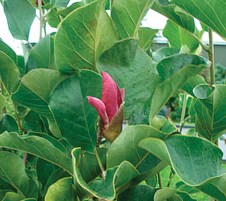 Autumn-Flowering Trees - Fine Gardening