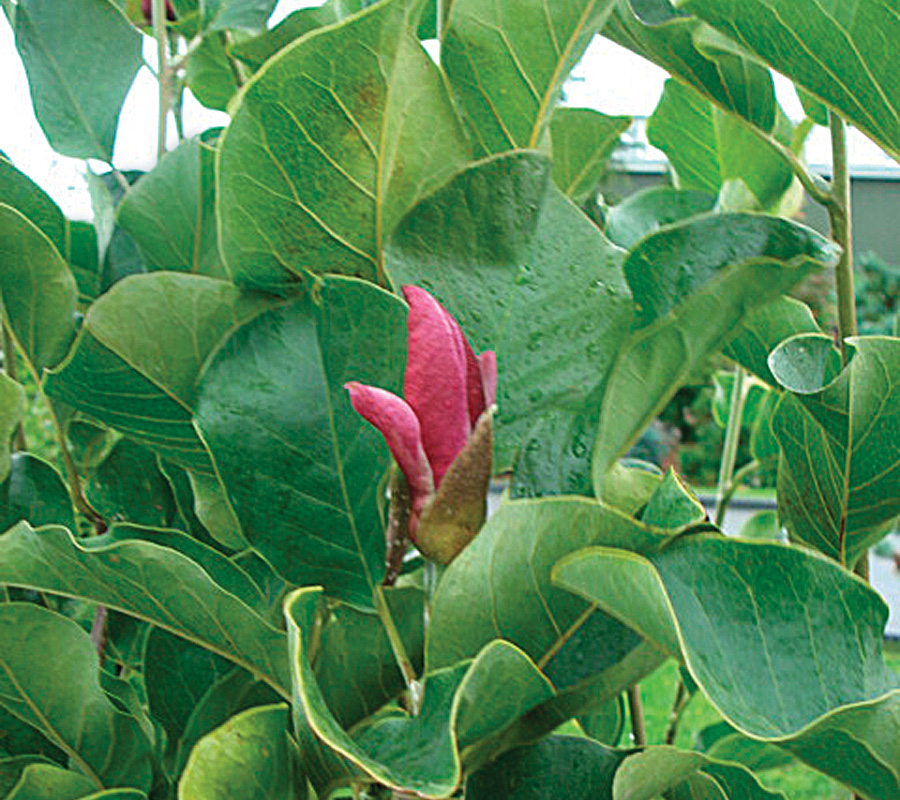 Autumn-Flowering Trees - Fine Gardening