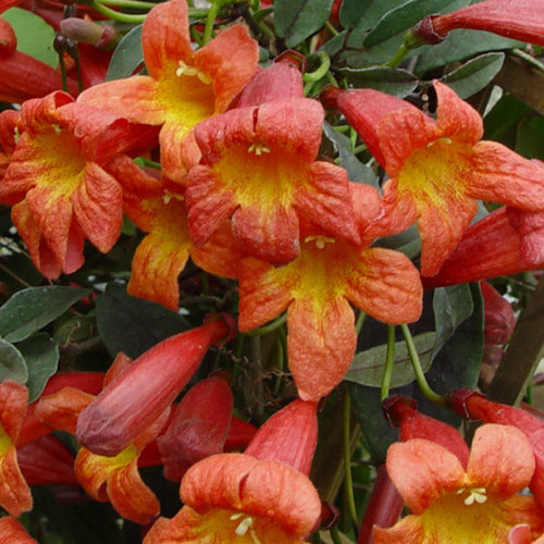 Bignonia - Fine Gardening