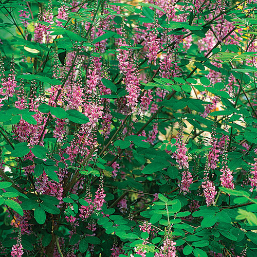 Indigofera - Fine Gardening