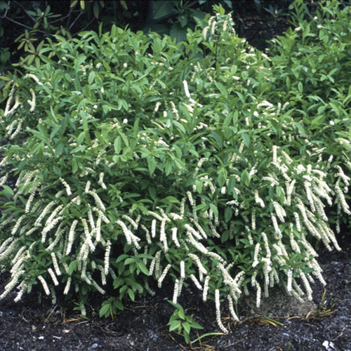 Itea - Fine Gardening