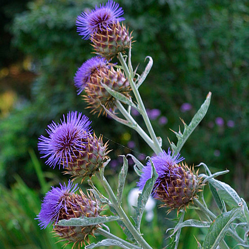 Cynara - Fine Gardening