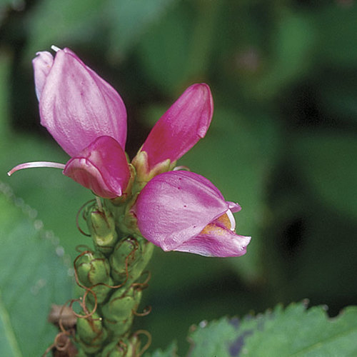 Chelone - Fine Gardening