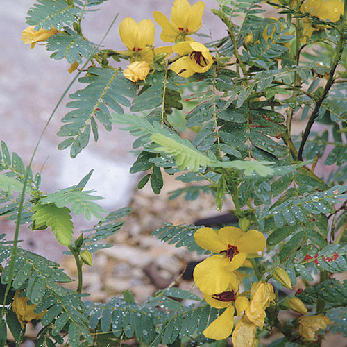 Chamaecrista - Fine Gardening