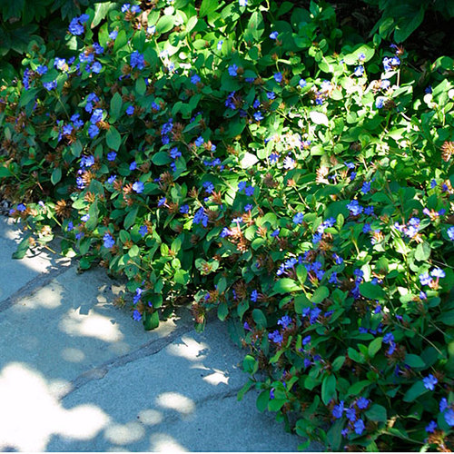 Ceratostigma - Fine Gardening