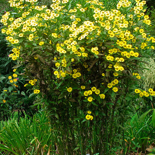 Helenium - Fine Gardening