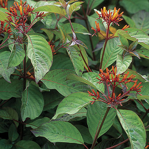 Hamelia - Fine Gardening