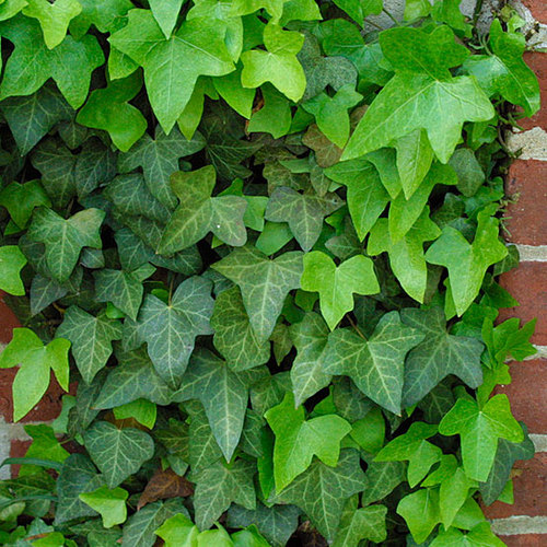 Hedera - Fine Gardening