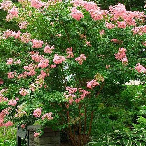 Lagerstroemia - Fine Gardening