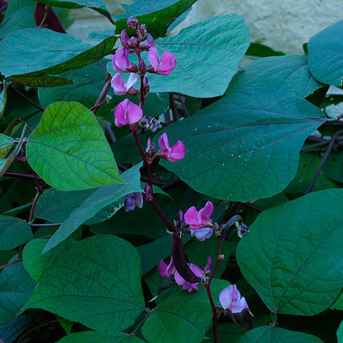 Lablab - Fine Gardening