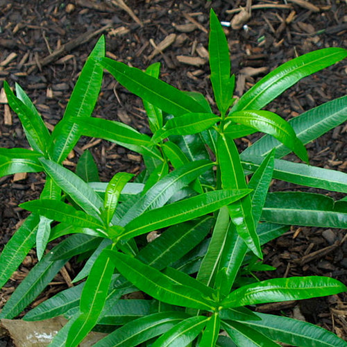Nerium - Fine Gardening