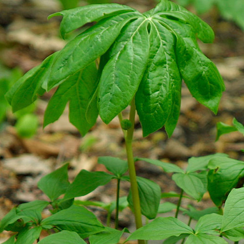 Podophyllum - Fine Gardening