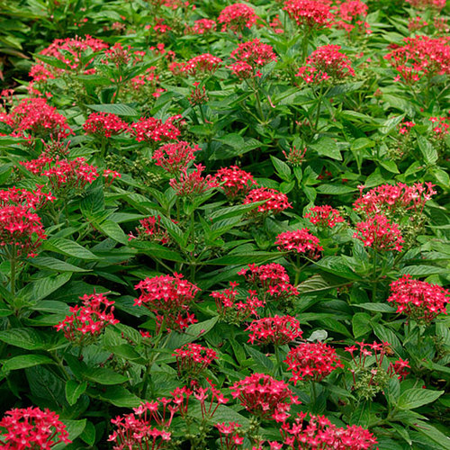 Pentas - Fine Gardening
