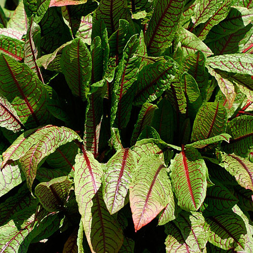 Rumex - Fine Gardening