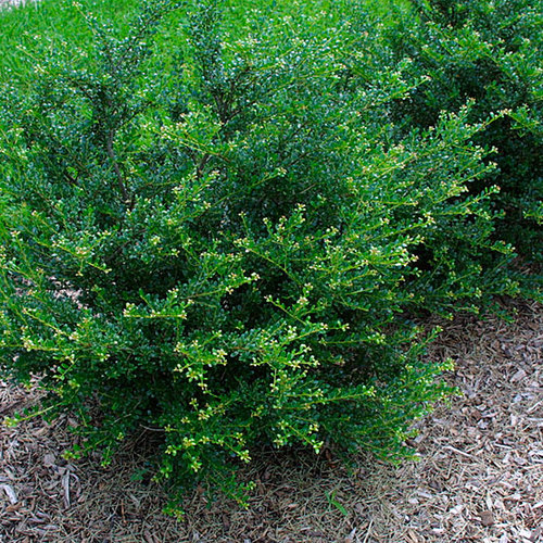 Ilex - Fine Gardening