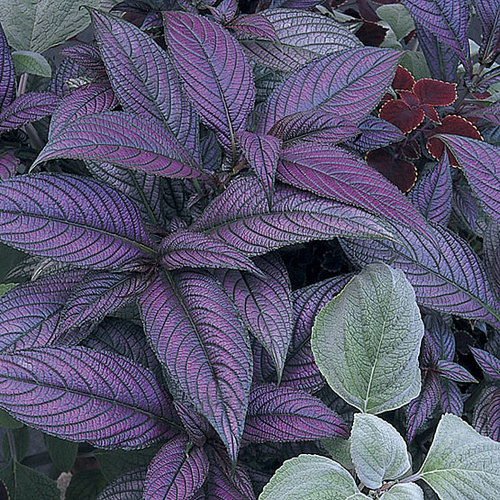 Strobilanthes - Fine Gardening