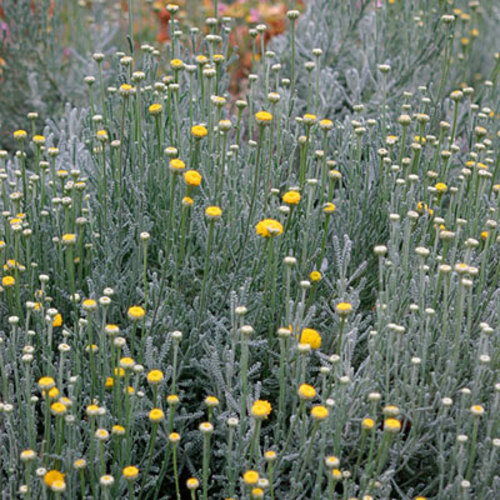 Santolina - Fine Gardening