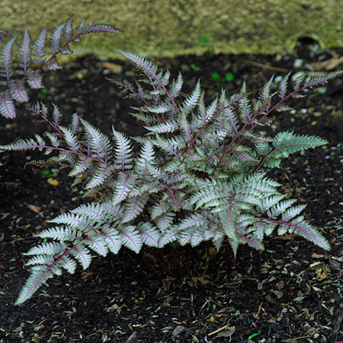 Athyrium - Fine Gardening